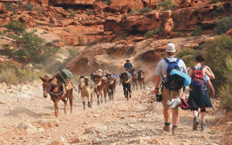 La mula, un símbolo de carga y persistencia que no pasa de moda