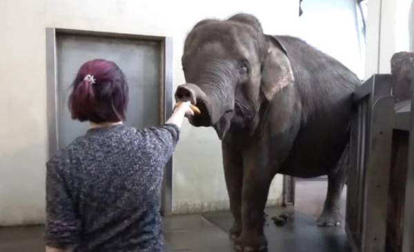 La elefanta que pela bananas y rechaza las maduras