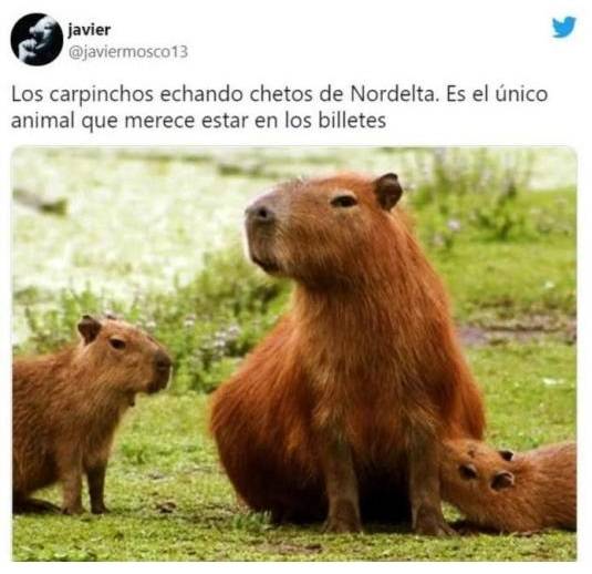 Los carpinchos tomaron Nordelta y ahora van por las redes "los memes"
