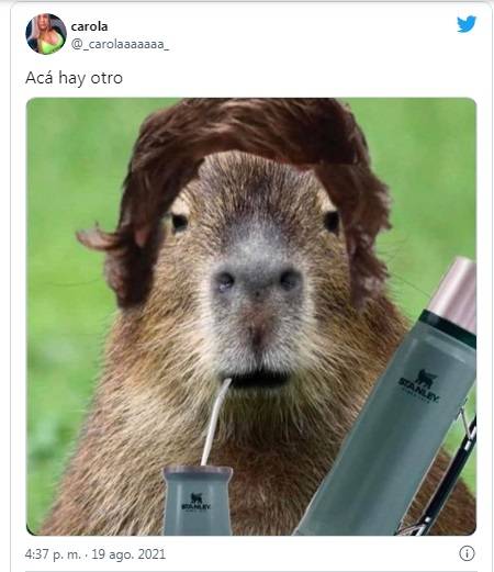 Los carpinchos tomaron Nordelta y ahora van por las redes "los memes"