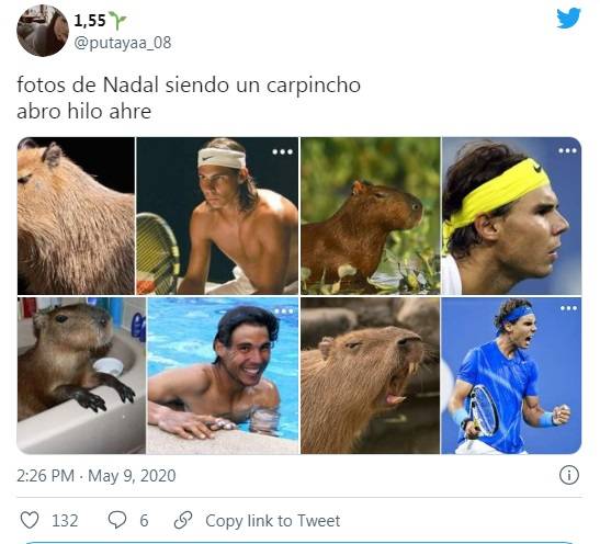 Los carpinchos tomaron Nordelta y ahora van por las redes "los memes"