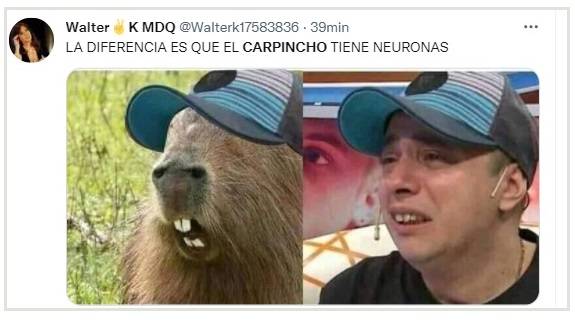 Los carpinchos tomaron Nordelta y ahora van por las redes "los memes"