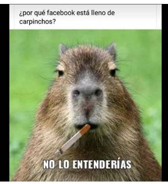 Los carpinchos tomaron Nordelta y ahora van por las redes "los memes"