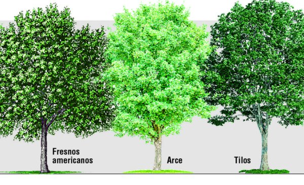 Details 48 Que árboles Son Aptos Para Veredas Abzlocal Mx