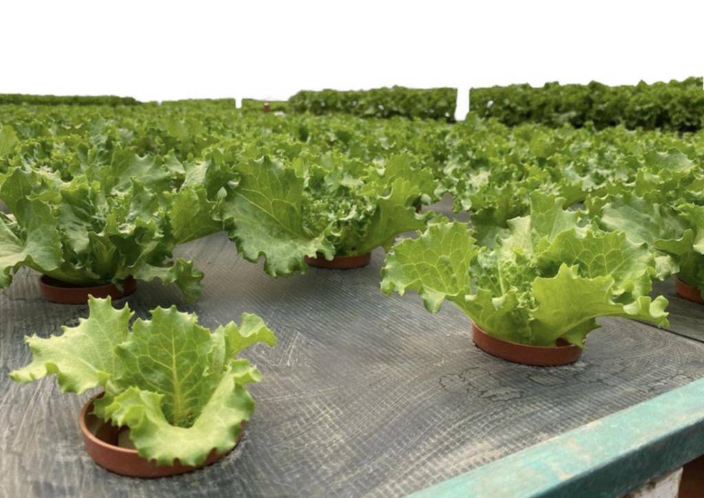 Lechuga hidropónica